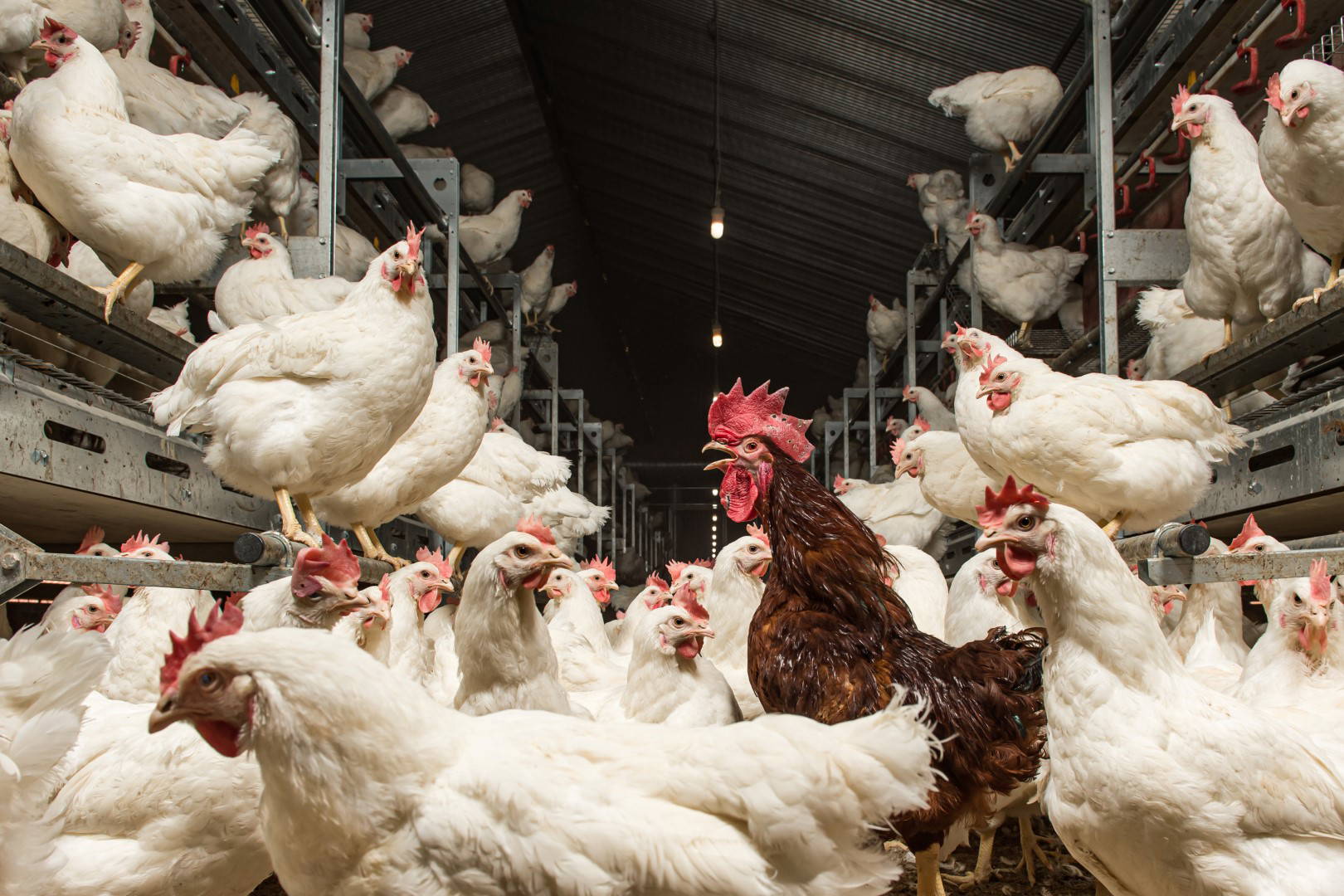 Projects | Fairpoultry