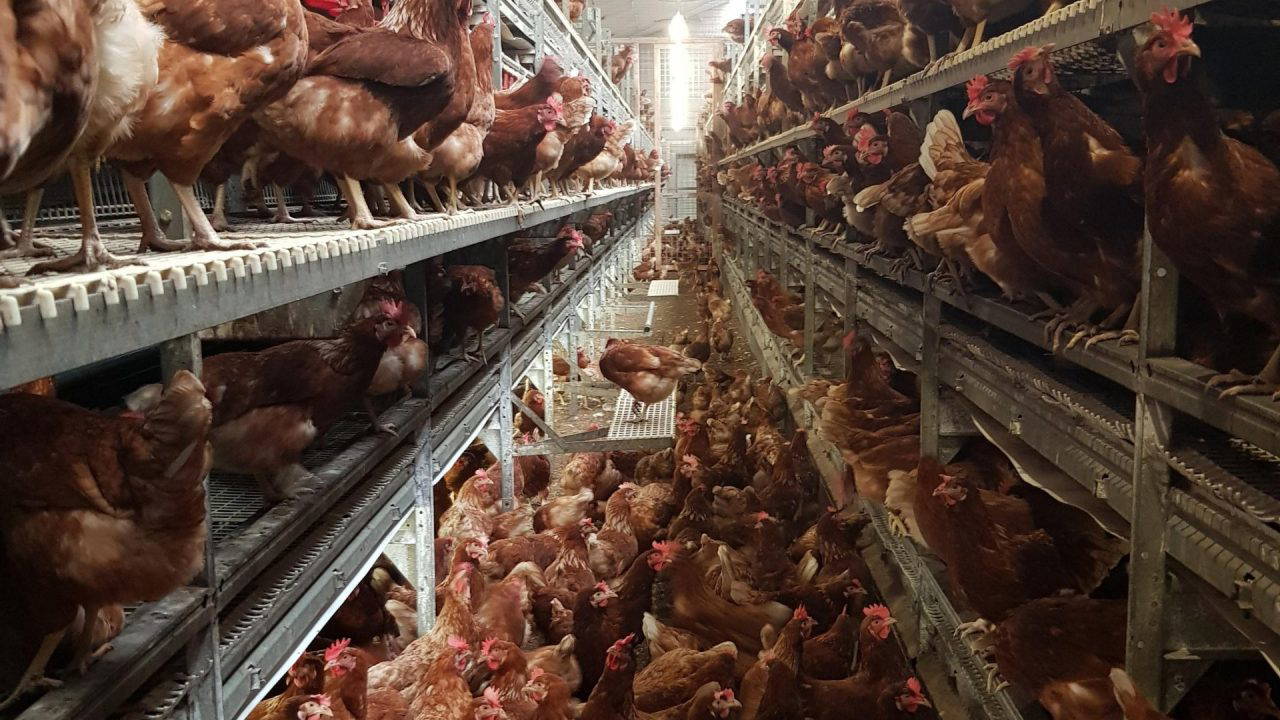 Chicken Compass | Fairpoultry